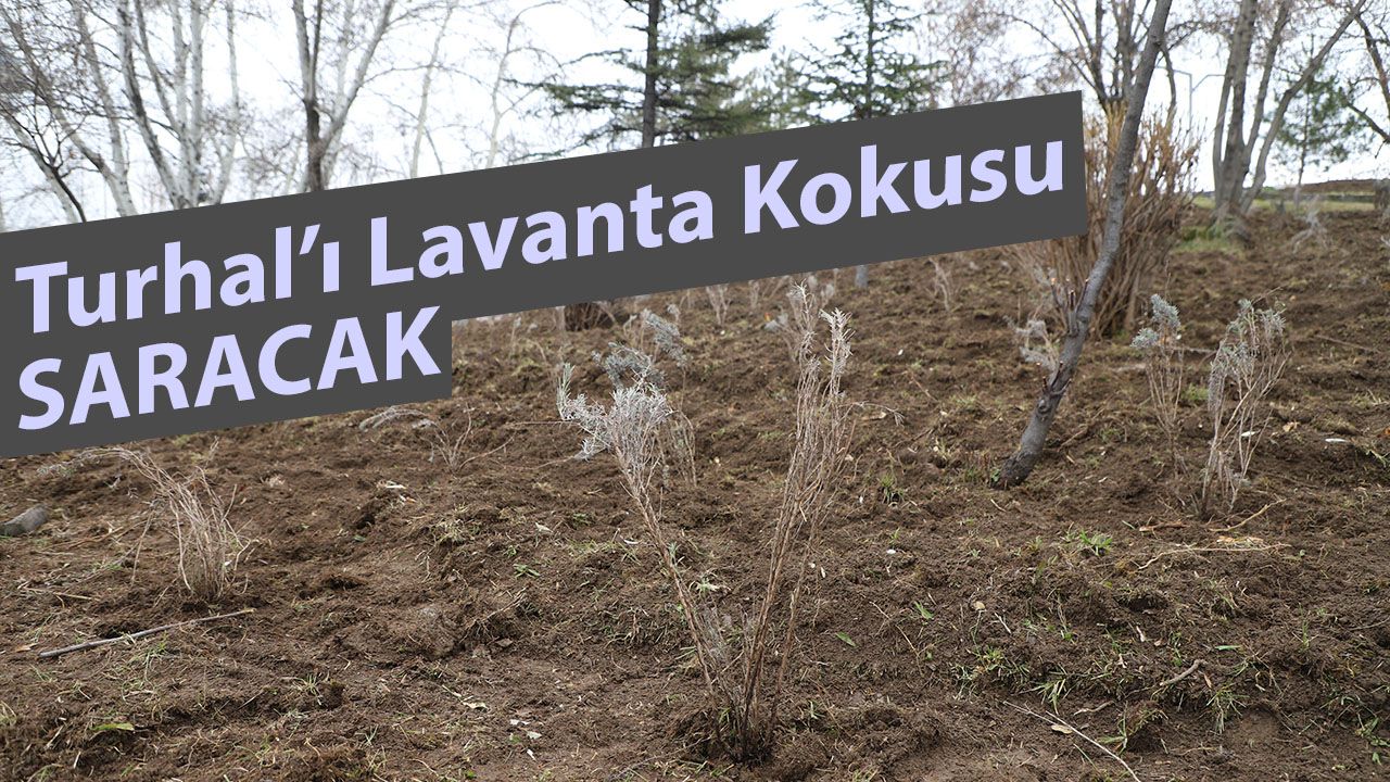 Turhal'ı lavanta kokusu saracak
